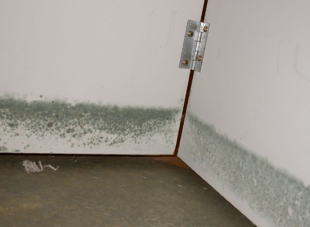10 Warning Signs of Mold Infestation in Your Home - Green Guard Mold ...